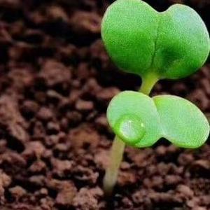 小甜甜冯儿 