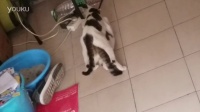 母猫发春,两只母猫激情四射搞女同