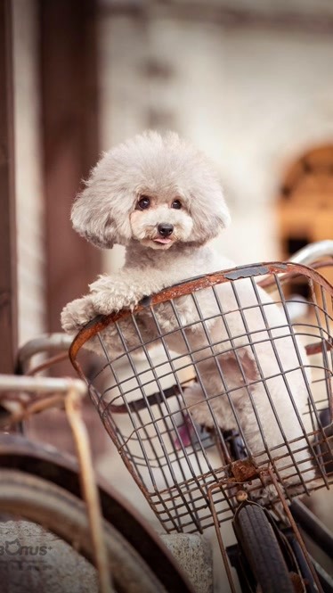 各种各样的动物,狗鸟猫,兔子鱼海龟…