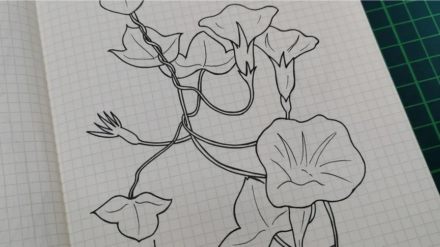 零基础针管笔线描画(花卉)系列～牵牛花的画法