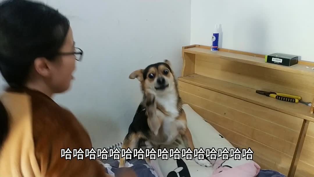 抗击肺炎:因肺炎不敢出门,主人在家疯狂撸狗,狗狗被整得好惨!
