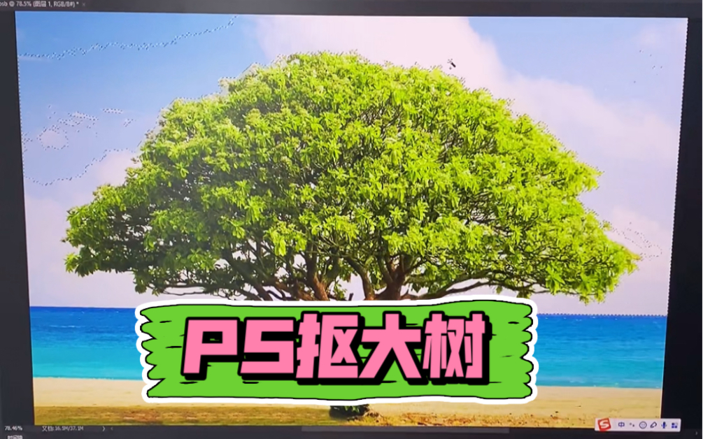 Ps抠大树