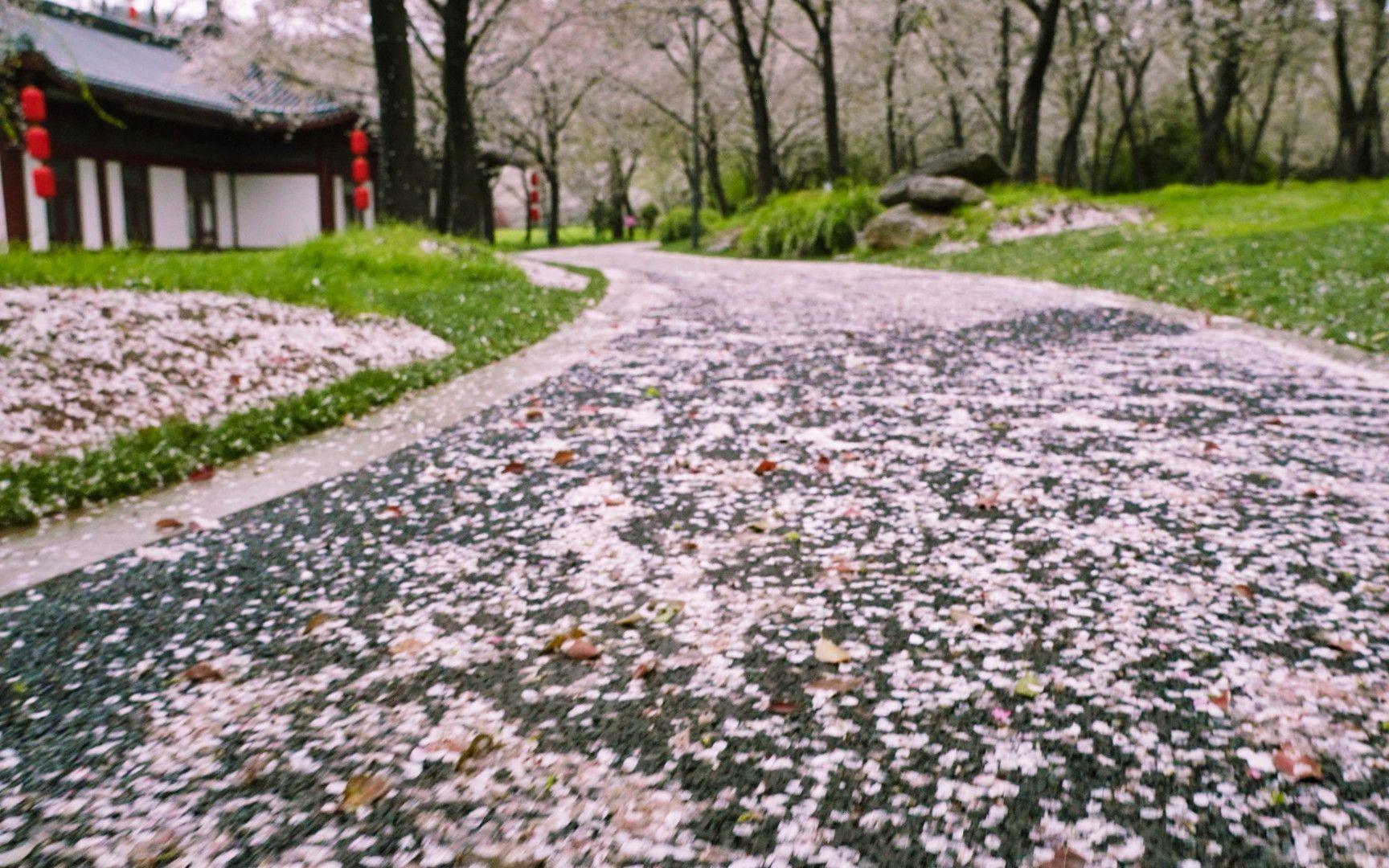 【史上最短暂的武汉樱花季】凌晨6点半探寻花瓣的足迹。落樱缤纷,美...