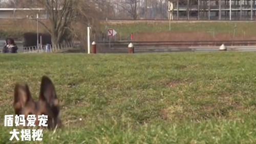 为什么搜救犬那么厉害?哪些犬种更适合做搜救犬?