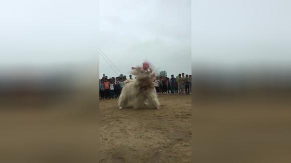 美女居然克服那么多困难,表演出这么帅气的舞狮节目,真励志
