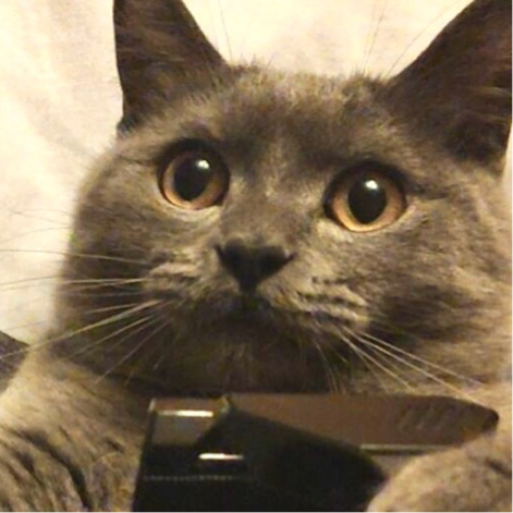 紫蝶冰心梦离殇 