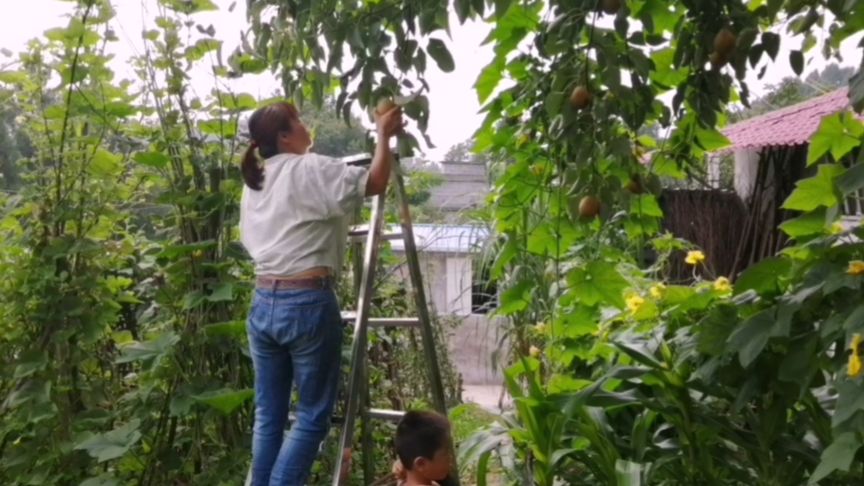 自家种的梨子成熟了,又脆又甜,农村女子摘一篮送闺密