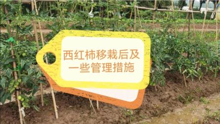   西红柿移栽后及一些管理措施