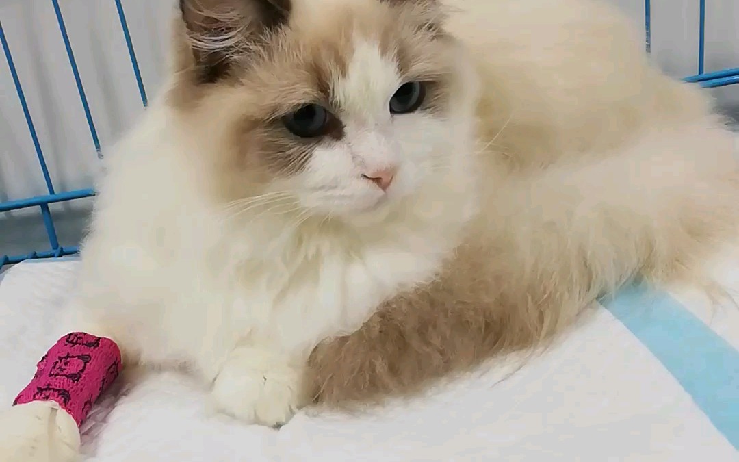 【布偶】第一次吊水的球宝宝,被医院的各种叫声吓到浑身发抖