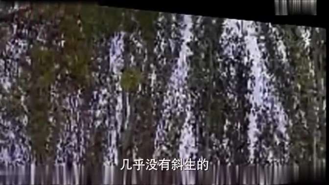 白杨礼赞原文朗读(高清字幕)