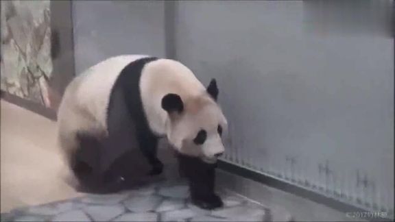 大熊猫秀绝活,翻滚单杆全都会,真有体操天份