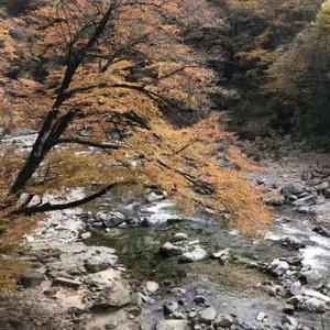茶匪匪 