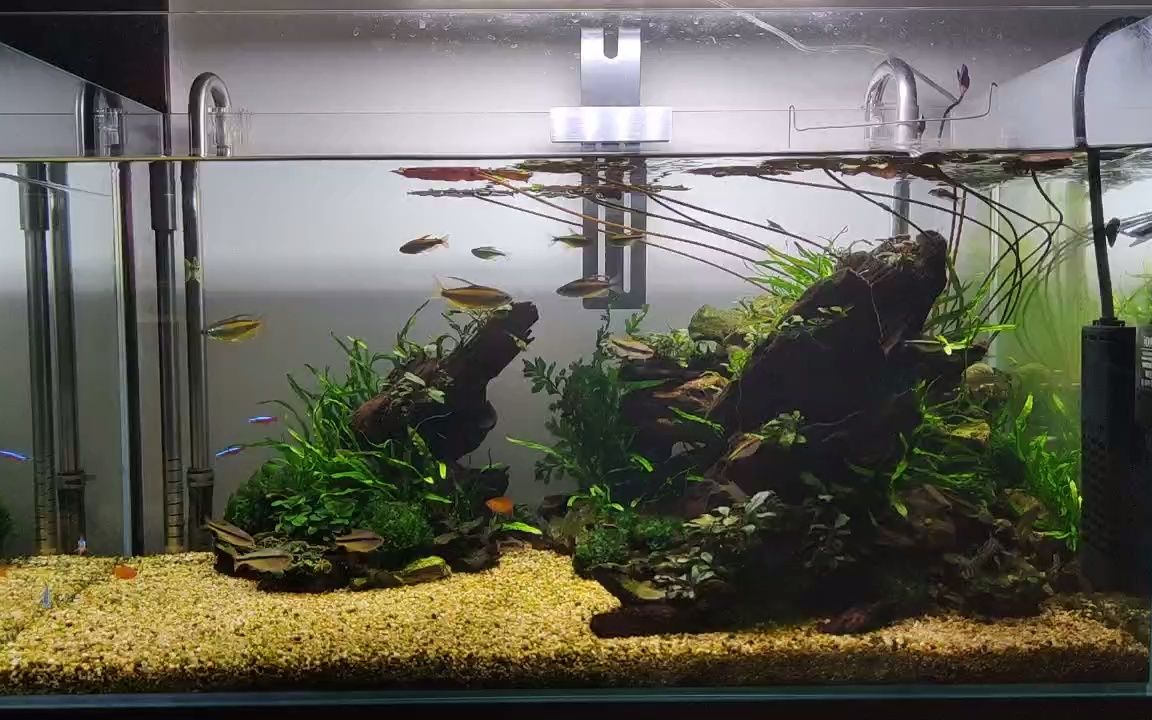 解压鱼缸升级2.0