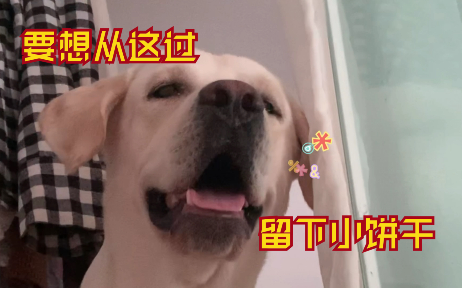 狗子试图阻止要上床午睡的我,结果竟被一桶小饼干给收买了
