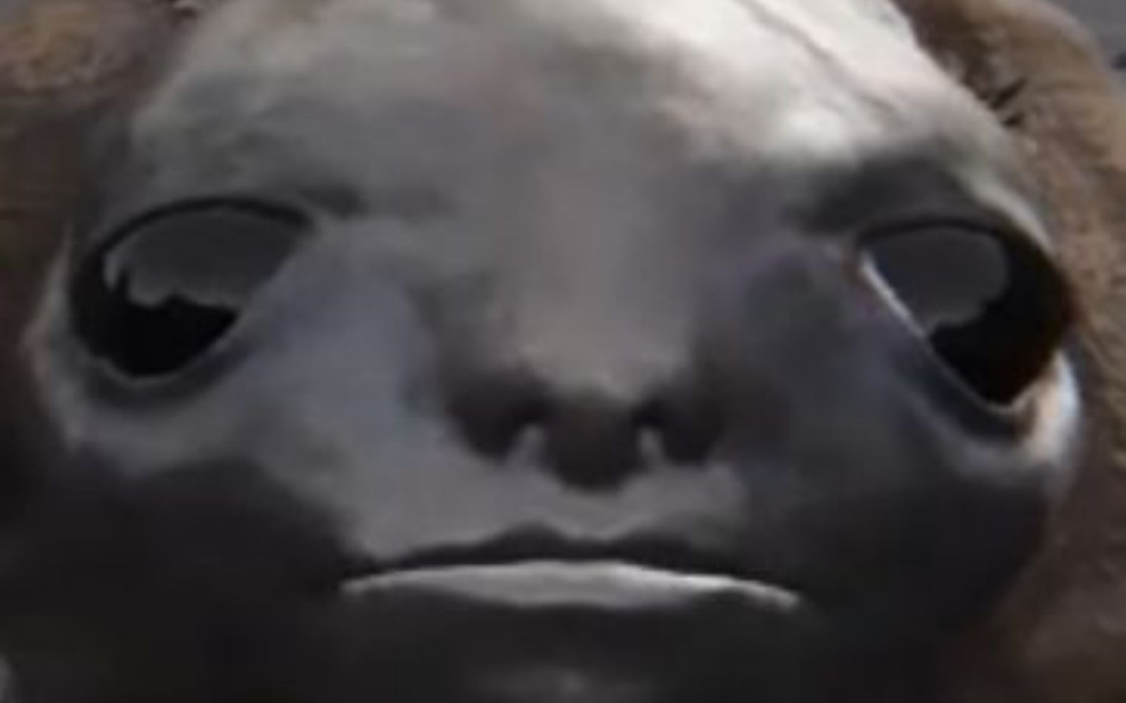 在DLC发售前每天打一遍女武神 | Day 109 | 黄金戟