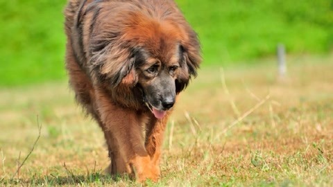 被吹上天的藏獒,其本身的力量真的能够战胜狼豹等野生动物吗?