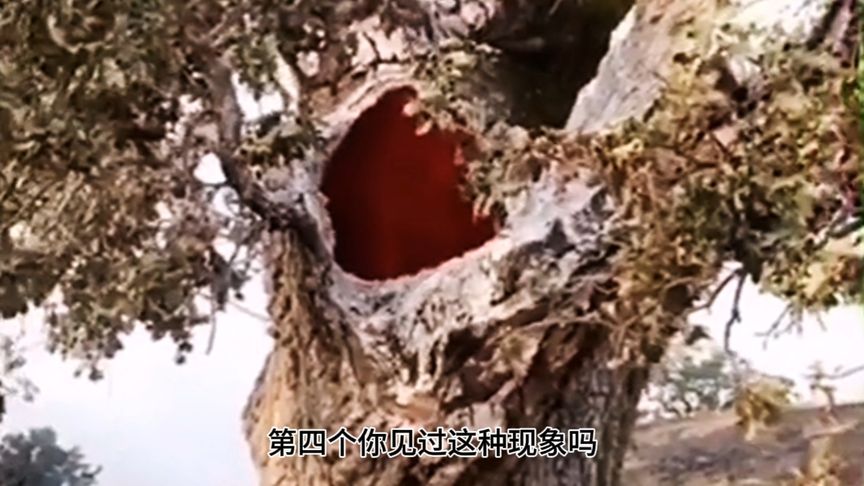 网友拍到的罕见一幕,请问这是什么现象!你见过吗