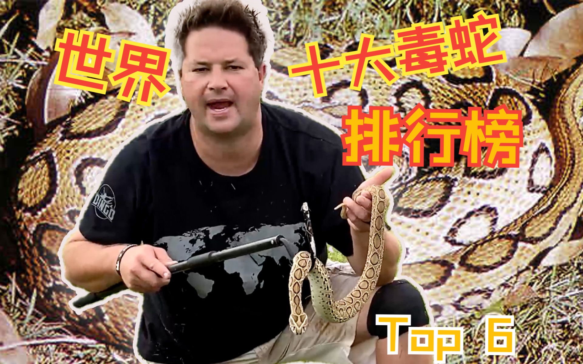 世界十大毒蛇排行榜Top6|迷人的反派角色,身材娇小的杀人机器,艳惊...