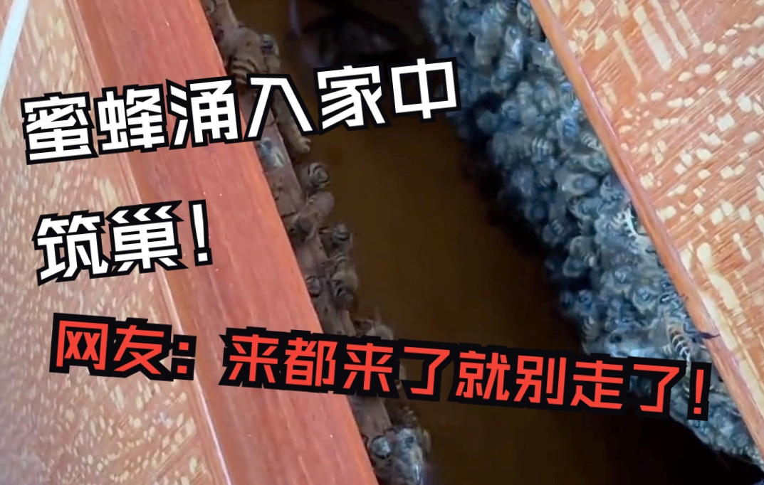 密密麻麻蜜蜂涌入居民家中筑巢