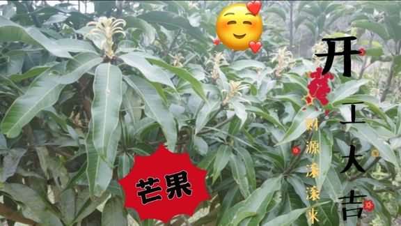 大将跟老爸老弟来修剪自家的芒果花,结果到了地里,失望了,白跑