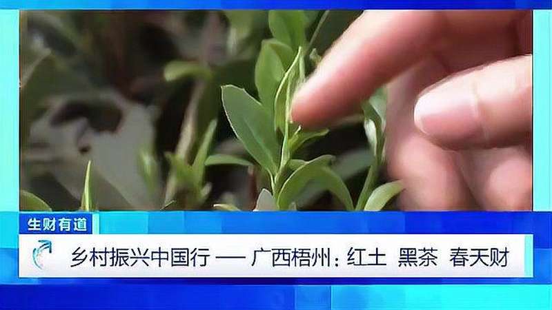 直接产值6.7亿元!从手工捻揉到全机械化生产线 广西梧州六堡茶加工“...