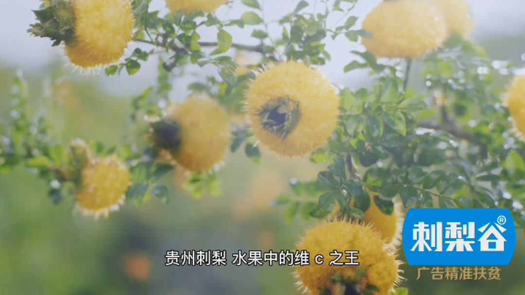 贵州刺梨再登央视,自9月1日起CCTV1、CCTV2、CCTV13 等频道进行...