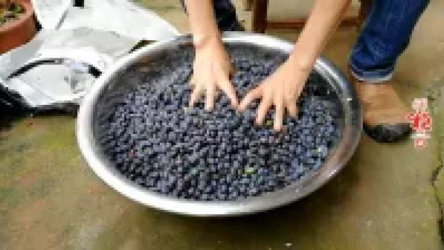 你见过桂花的果实吗?今天辉狼摘了三大包,准备免费送网友
