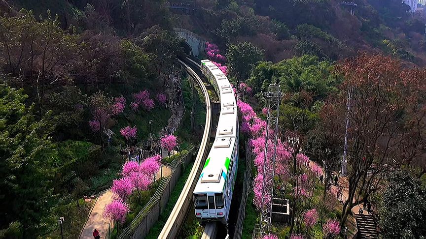 单轨列车在花海中穿行,像开往春天的列车