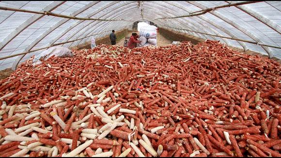 玉米芯到底有什么用处,为什么会有外企到农村收购呢?