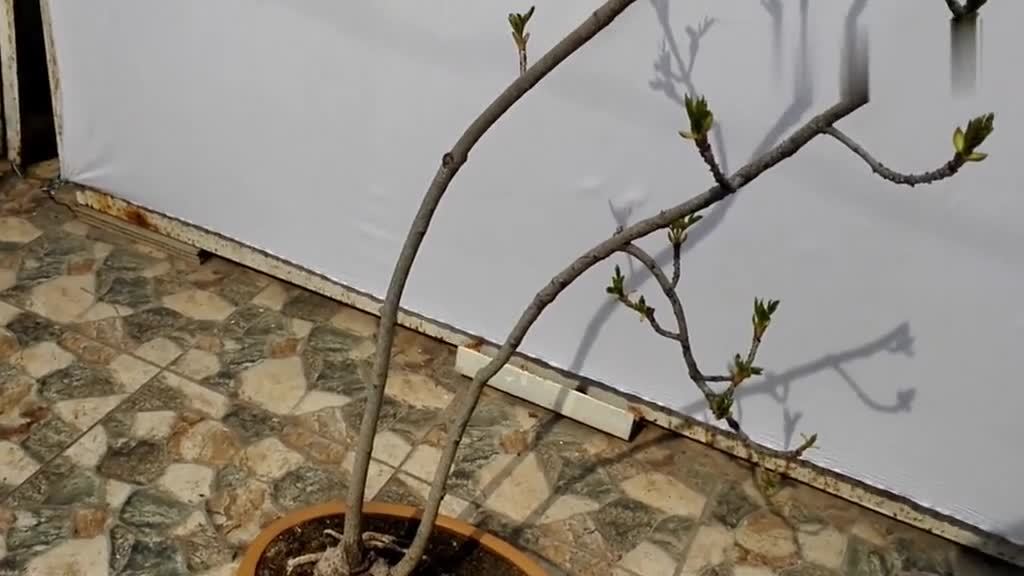 阳台小盆景 第42期 白蜡盆景素仁格