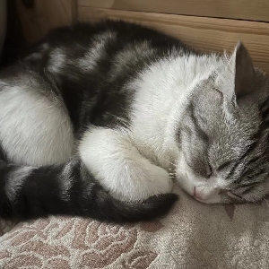 萄柚子 