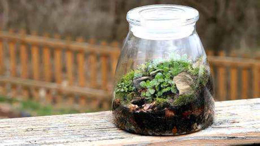 用后院泥土和植物DIY一个生态瓶,把绿色保存起来