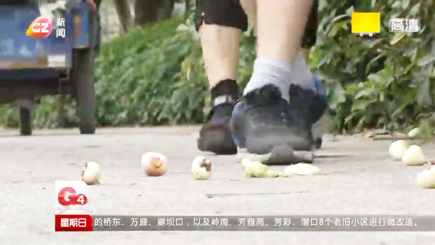 景观莲雾果掉落一地,给居民带来困扰,专家给出食用建议