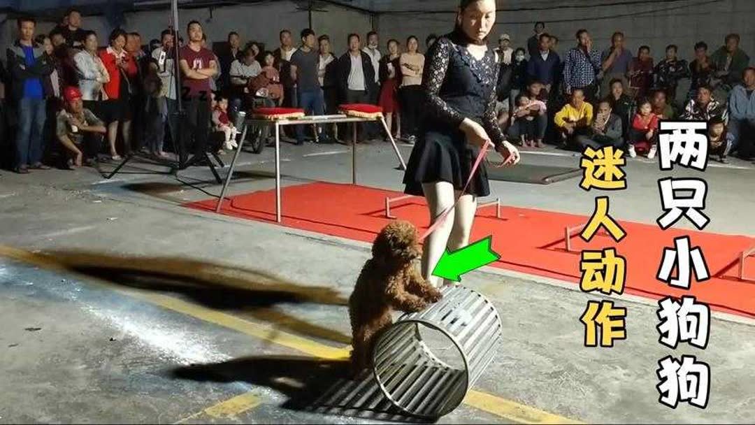 小狗狗杂技表演