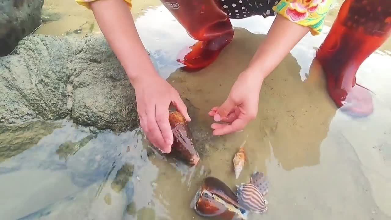 大西洋捕捞海鲜,珍珠牡蛎,巨型龙虾正在疯狂地生长