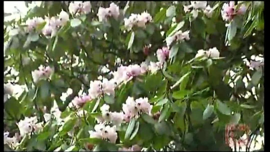 陕西—宝鸡—太白山森林公园—宣传片