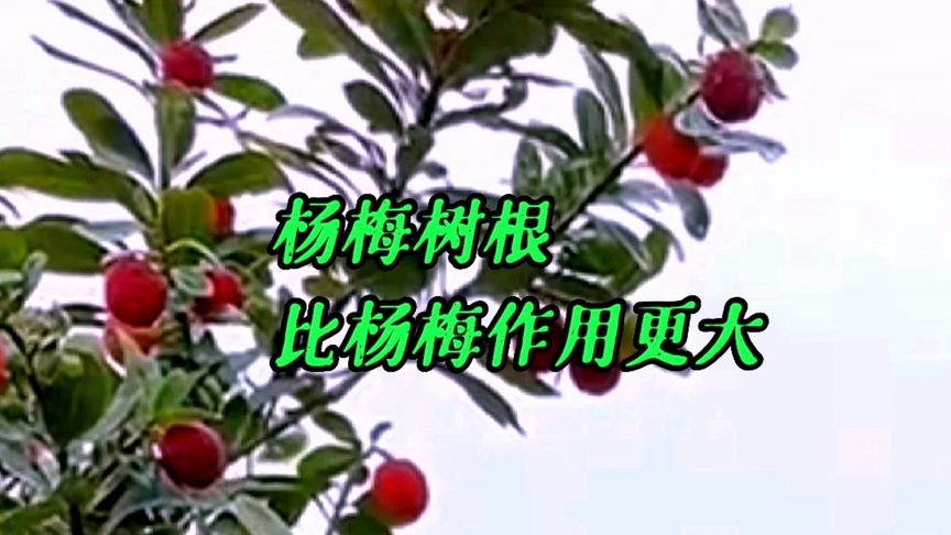 老人常说,杨梅树根要比杨梅的作用更大。