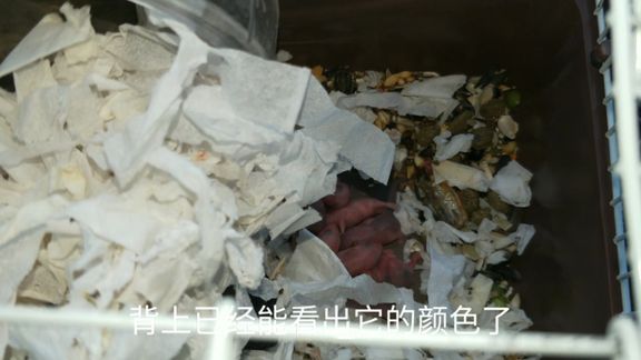 刚出生小仓鼠张什么样