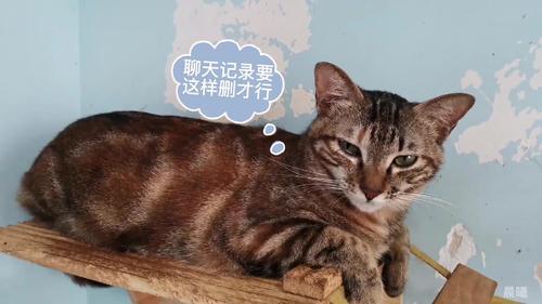微信聊天记录怎么彻底删除？方法原来这么简单，可惜知道的人不多