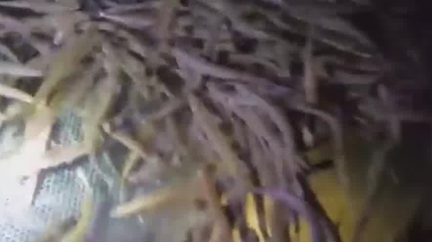 这渔网可真好用,制作简单效果很好,一晚上就抓到这么多鱼