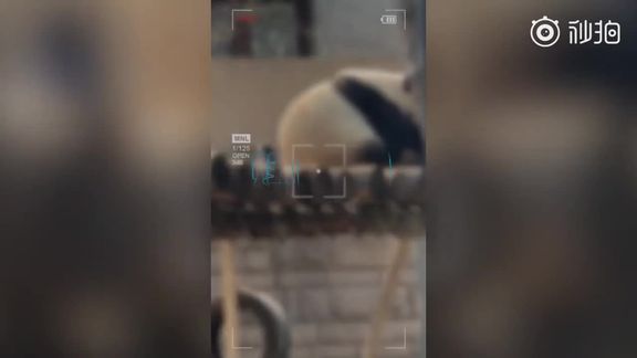 乌鸦薅熊猫屁股毛絮窝 网友向森警“举报”(燃新闻)