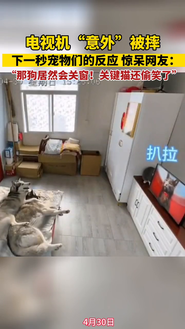 监控画面显示,电视机被摔,下一秒宠物们的反应亮了…