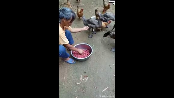 我家乡的荔枝滞销!又不舍得让果烂树上!只能摘回家喂家禽了