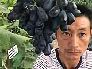 平邑县毅文家庭农场 