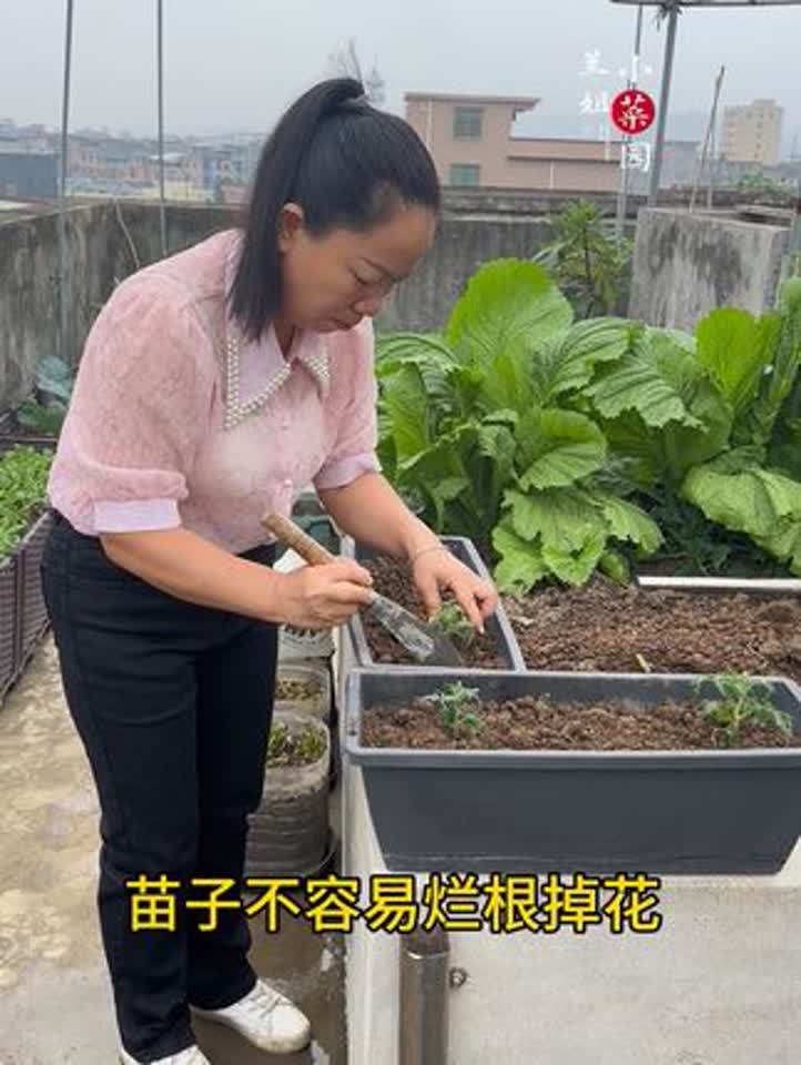 推荐大家种这款小番茄,小花盆就可以种,摘了又长摘了又长,可以吃上大半年,可以吃可