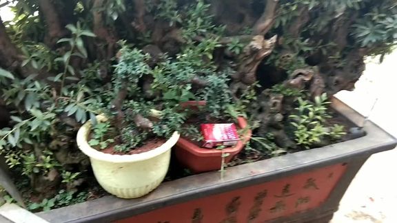 映山红熟桩极品,千斤大货#树桩盆景 #映山红