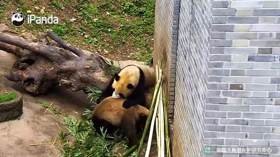 一只大熊猫扒拉另一只大熊猫的屁股。