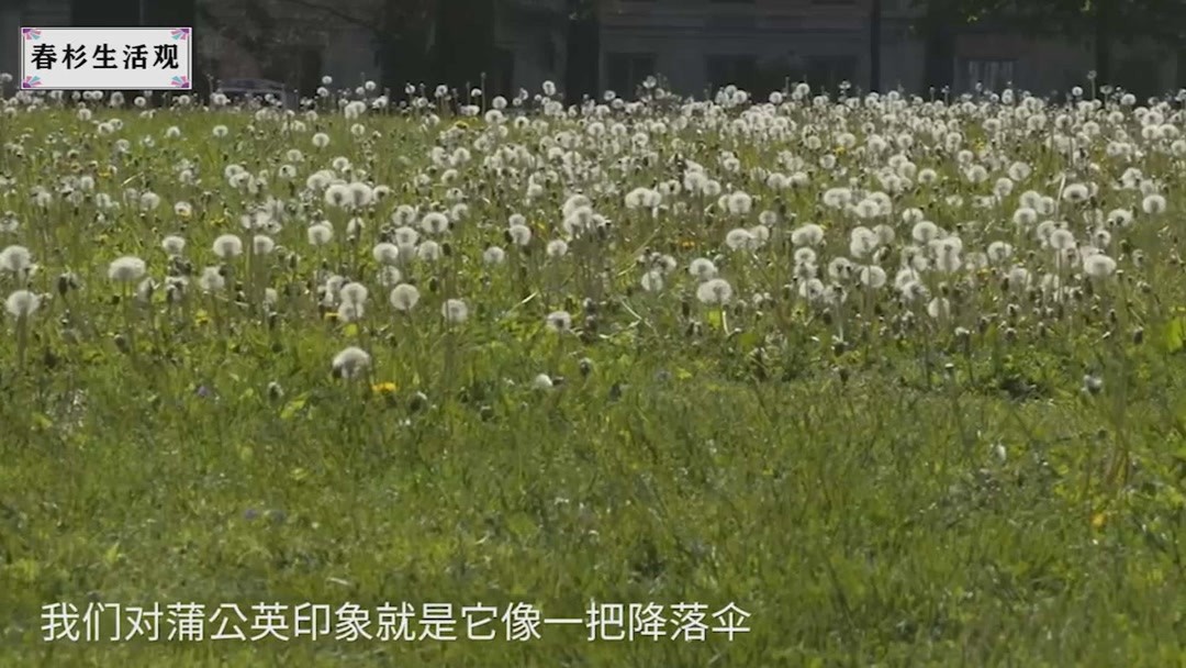 老外慢镜头展现蒲公英到底是怎么传播的?很多人都想错了!