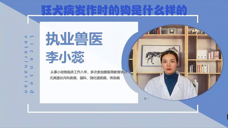 狂犬病发作时的狗是什么样的