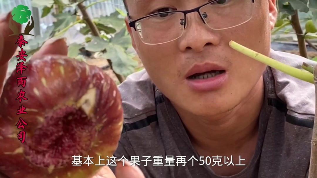 哪里有2年生波姬红无花果苗 波姬红无花果苗新报价